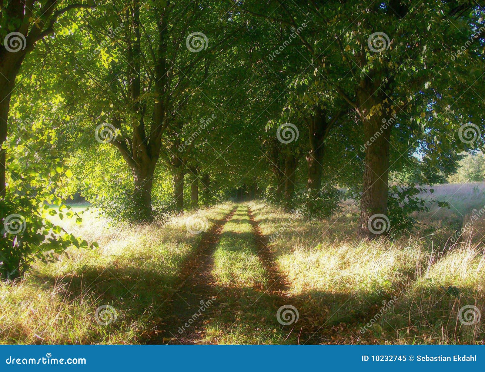 Two Paths Royalty-Free Stock Photography | CartoonDealer.com #60747041