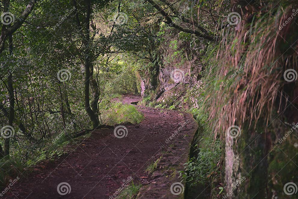 Forest Walking Paths in Madeira Stock Image - Image of landscape, trees ...