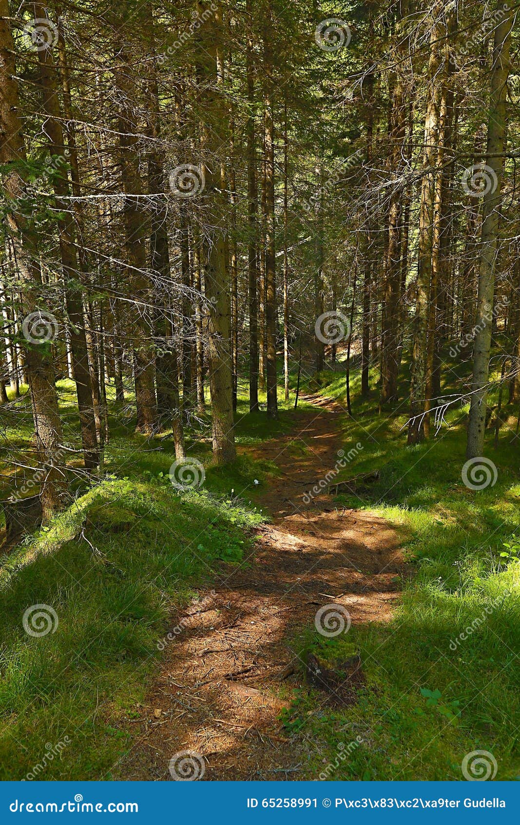 Forest walking route stock image. Image of greenery, nature - 65258991