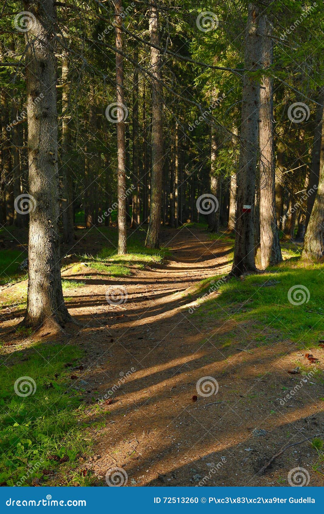 Forest walking route stock photo. Image of purity, environmental - 72513260