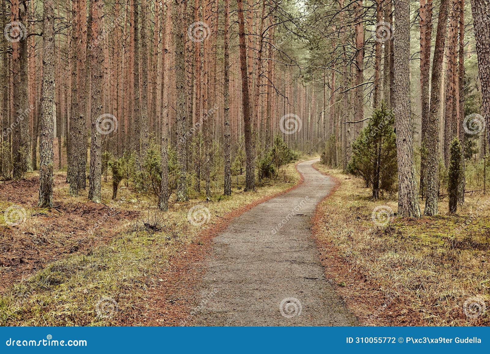 Forest walking route stock photo. Image of path, bright - 310055772