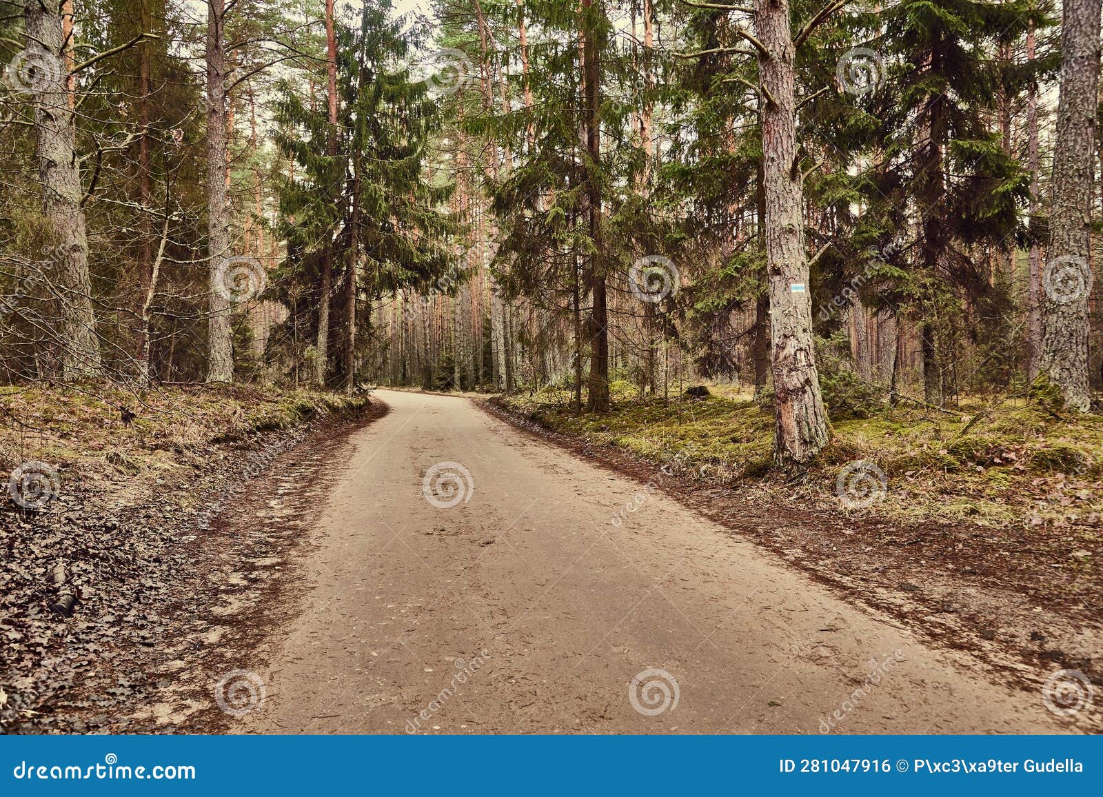 Forest walking route stock photo. Image of deep, forest - 281047916