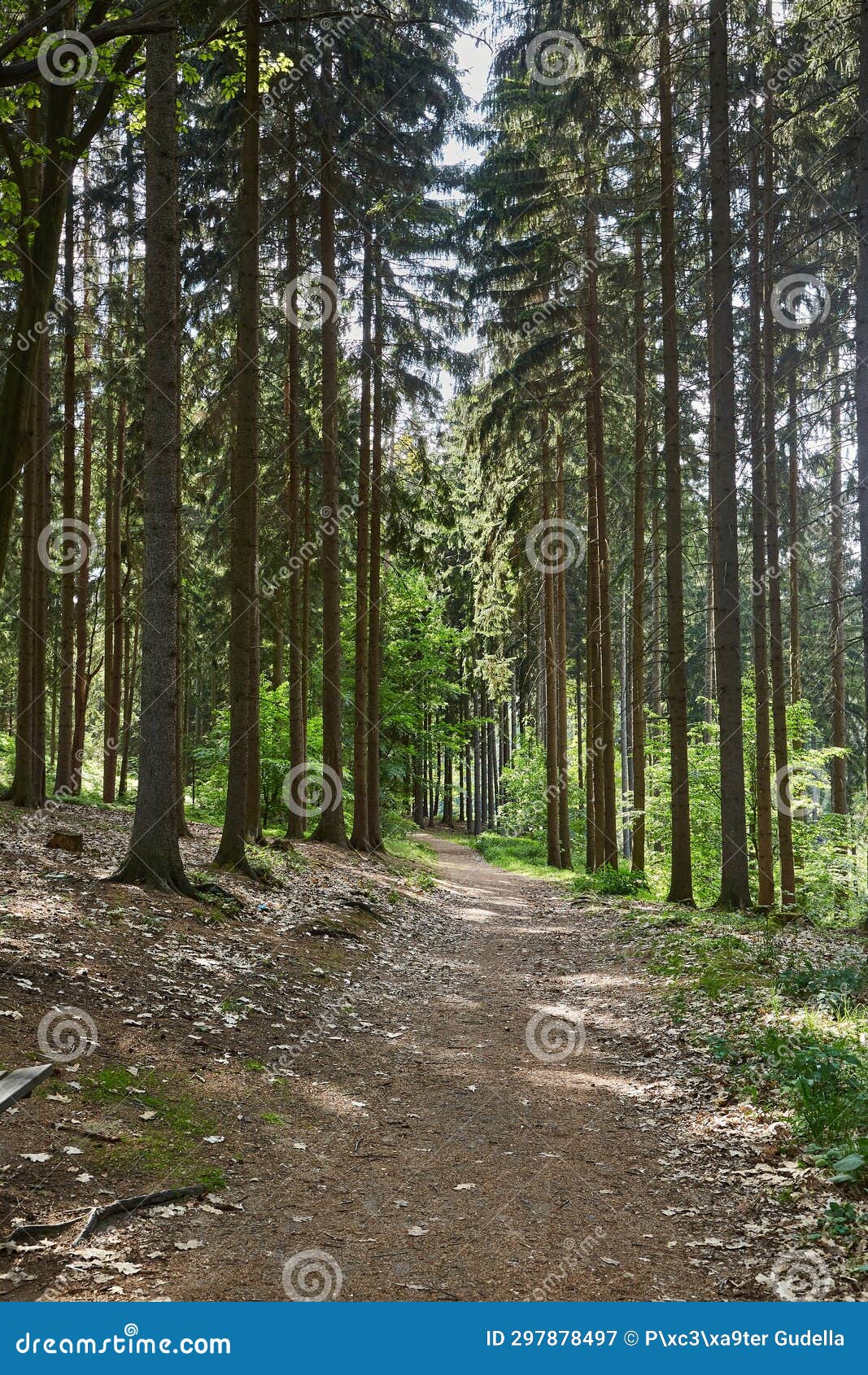 Forest walking route stock image. Image of tree, fresh - 297878497