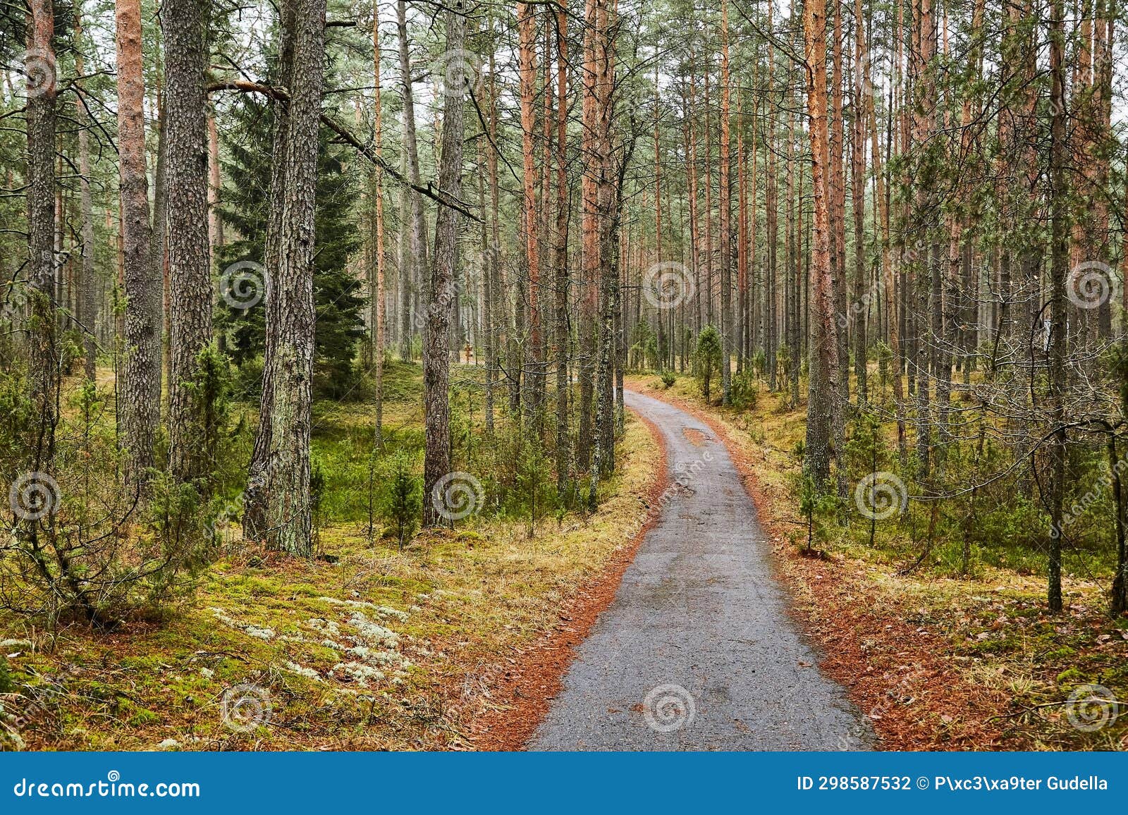 Forest walking route stock photo. Image of tree, life - 298587532