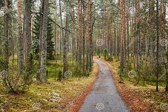 Forest walking route stock photo. Image of tree, life - 298587532