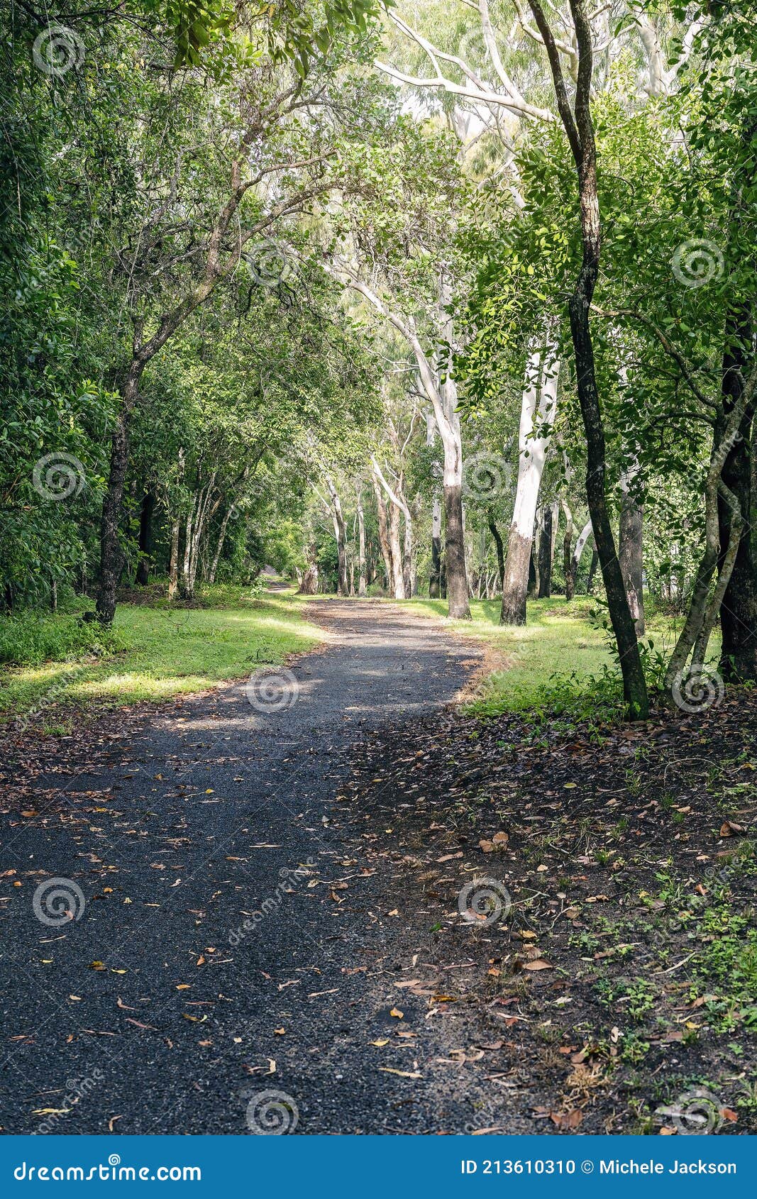 Forest Walking Track stock photo. Image of leaf, bush - 213610310