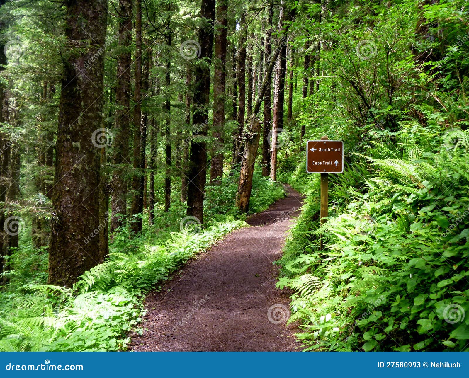 Forest walking trail stock image. Image of tall, brown - 27580993
