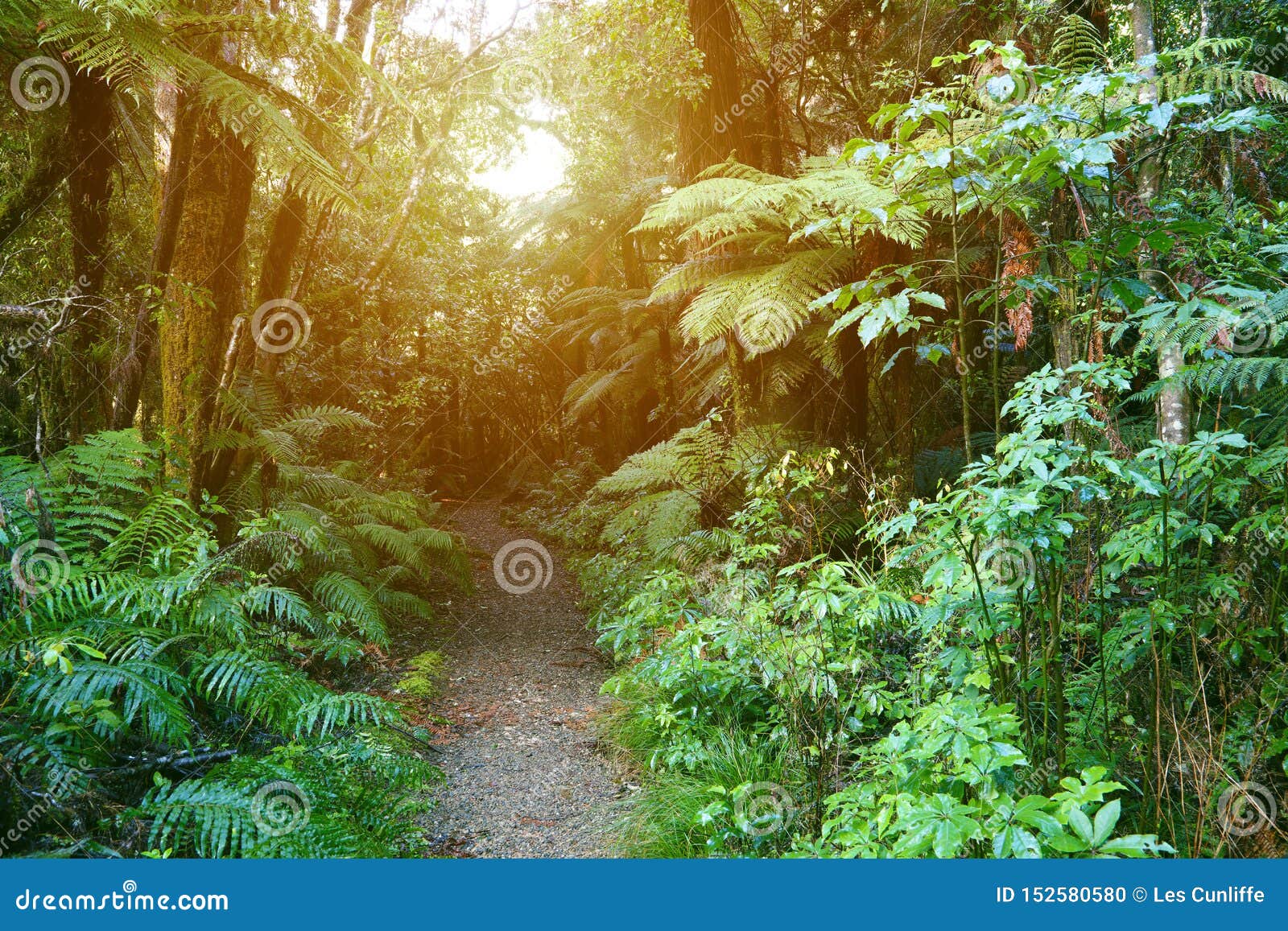 Forest walking trail stock photo. Image of ecology, bush - 152580580