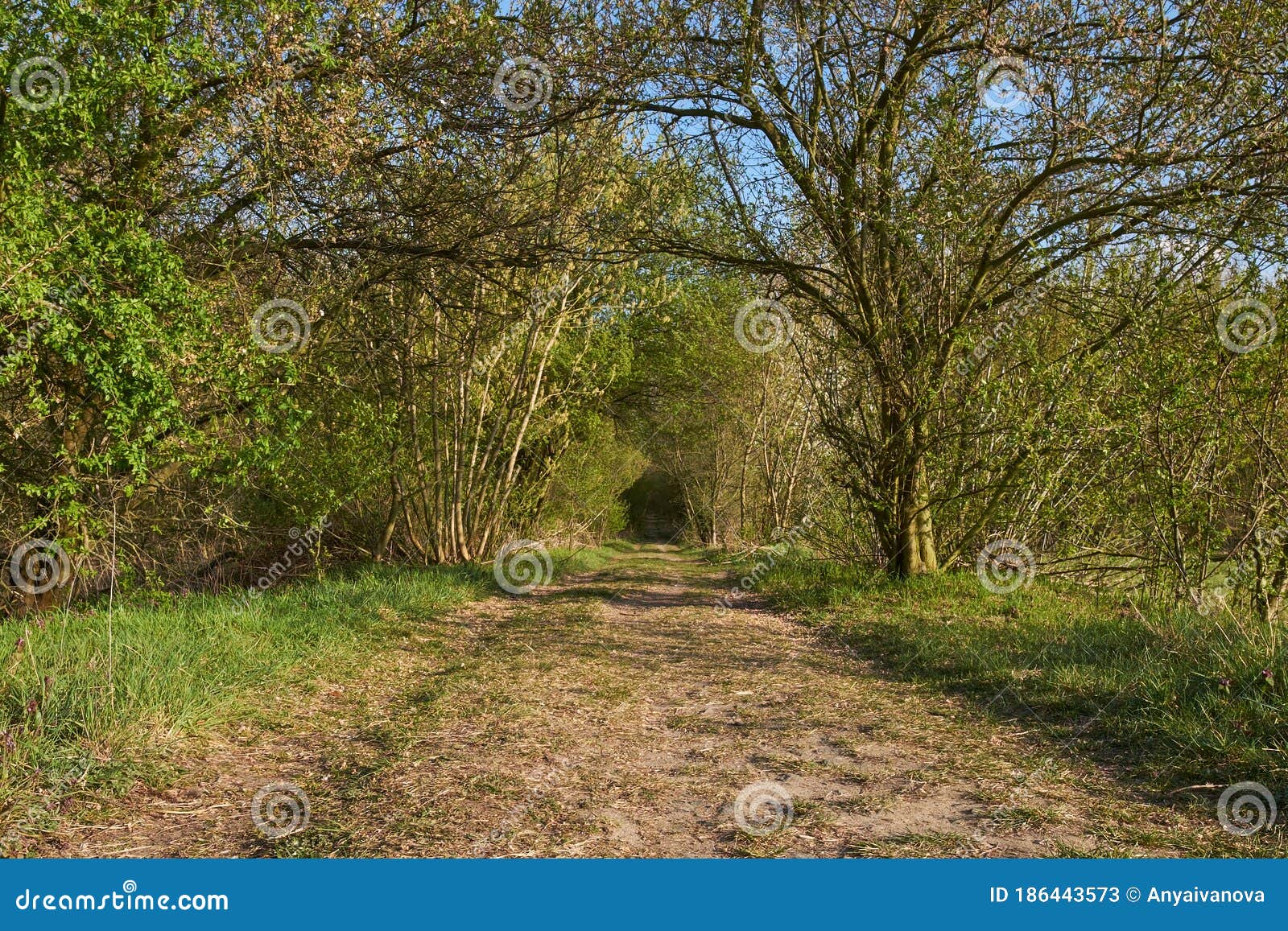 Forest Walkway, Sandy Pathway through the Forest during Springtime ...
