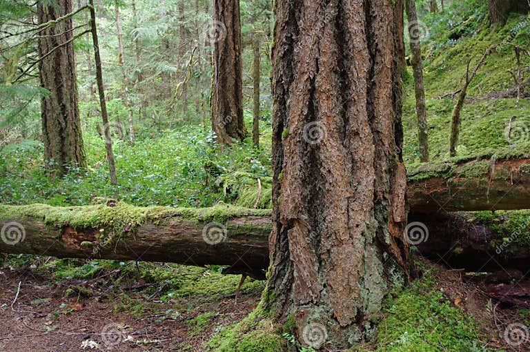 Forest of the Washington State Stock Image - Image of wild, ecosystem ...
