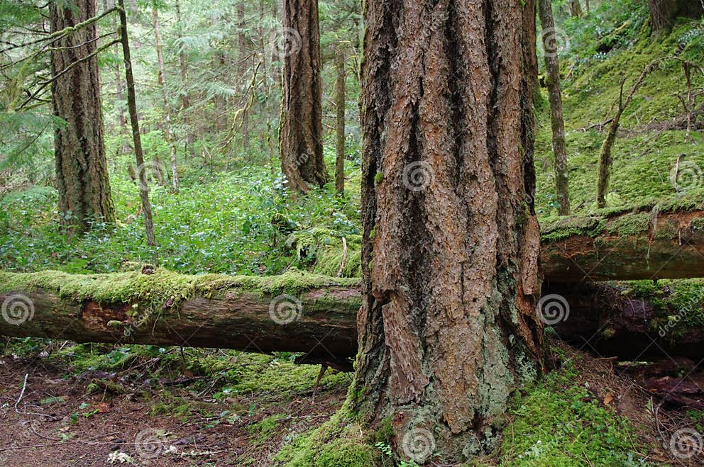 Forest of the Washington State Stock Image - Image of wild, ecosystem ...