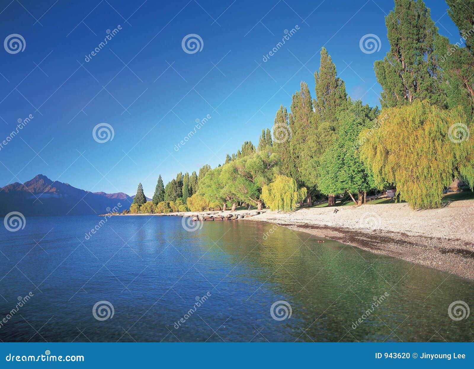 Forest with Water stock photo. Image of clouds, mountain - 943620