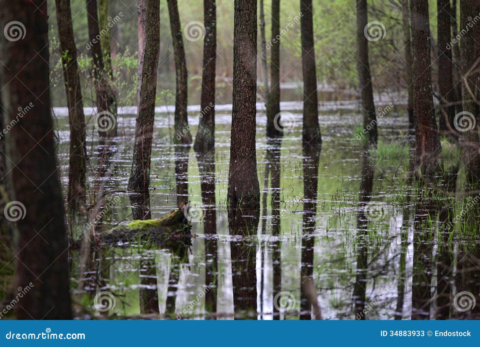 Forest in the Water and Its Reflection Stock Image - Image of ...