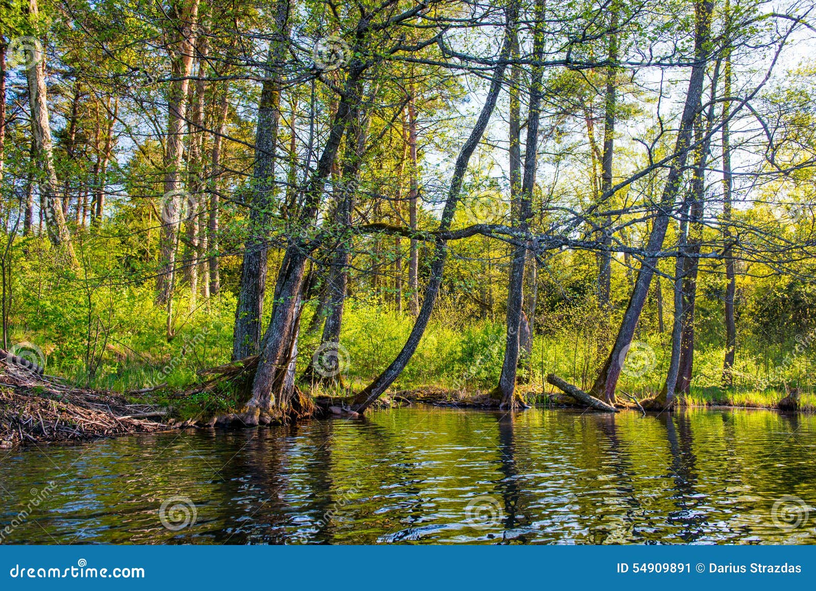 Forest water landscape stock image. Image of spring, light - 54909891