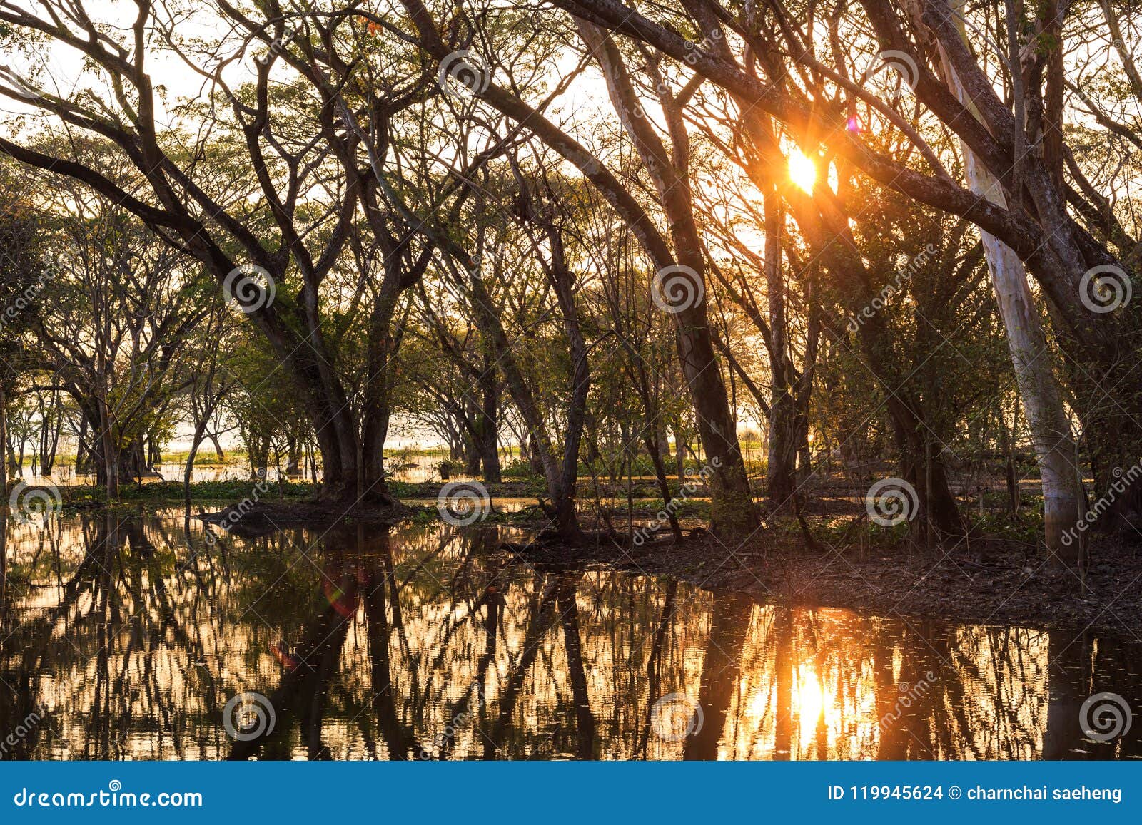Forest and Water Reflection with Golden Hours. Stock Photo - Image of ...