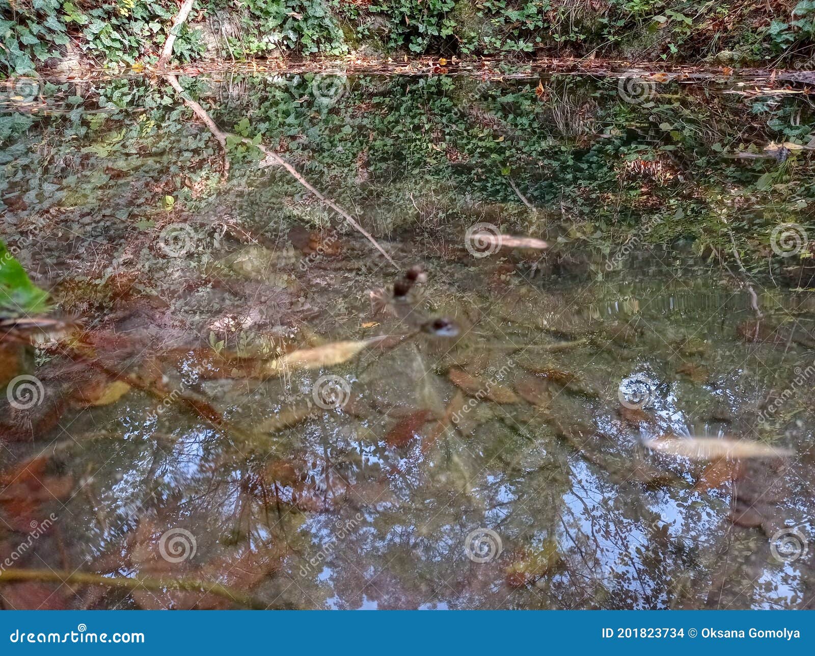 Forest Water Source. Reflections of Trees, Grasses, Autumn Leaves, and ...