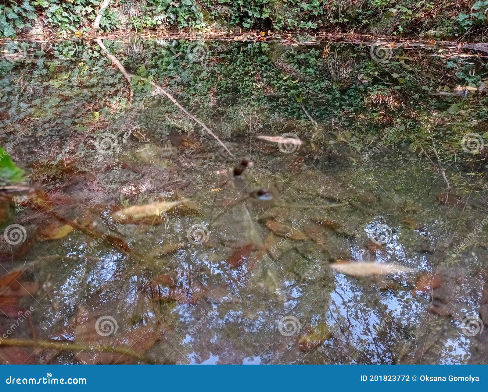 Forest Water Source. Reflections of Trees, Grasses, Autumn Leaves, and ...