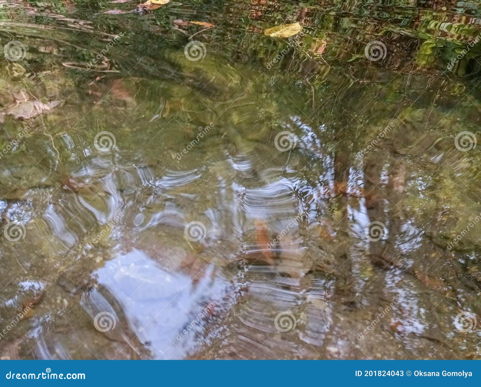 Forest Water Source. Reflections of Trees, Grasses, Autumn Leaves, and ...