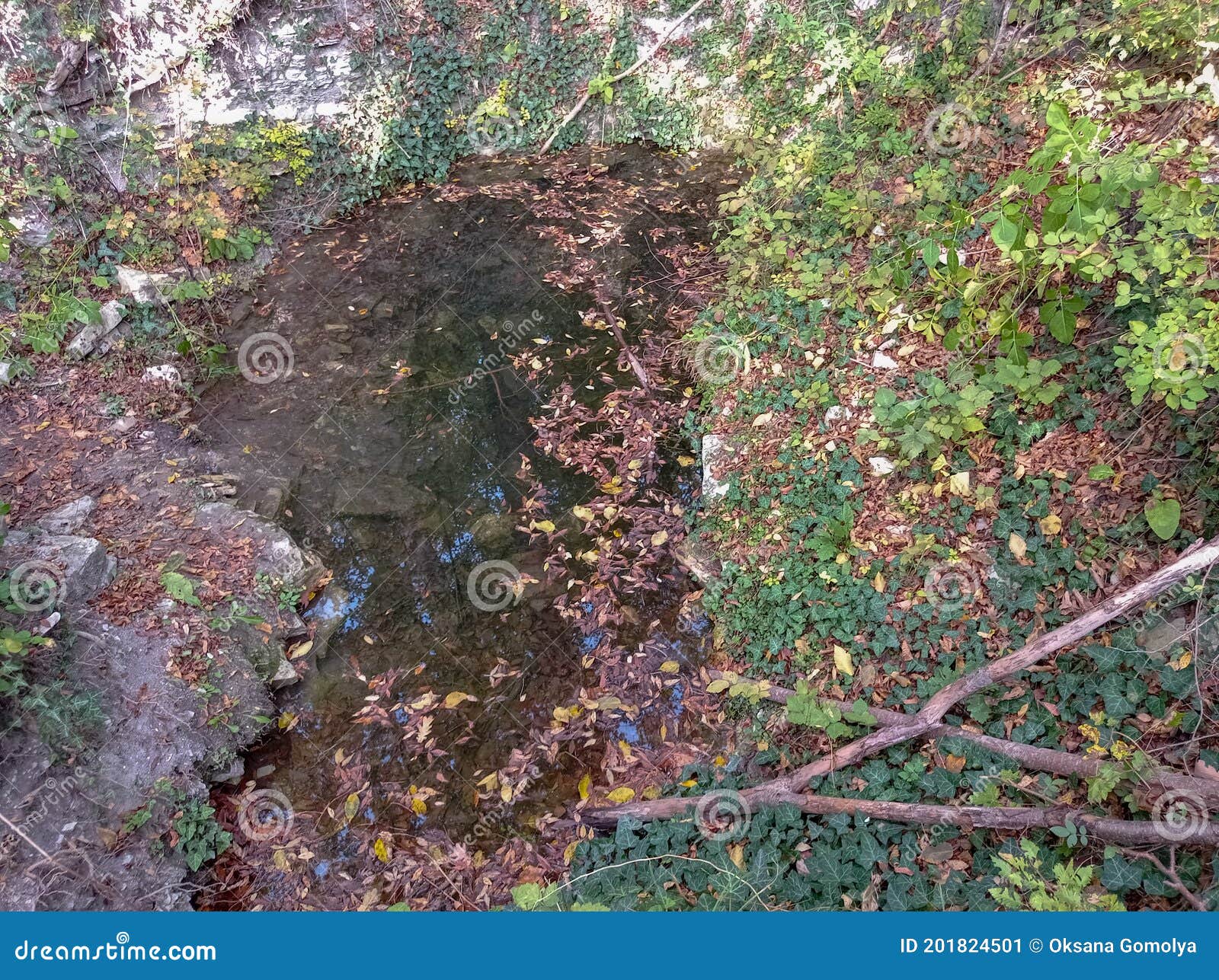 Plants. Branches. Forest Water Source. Reflections of Trees, Grasses ...