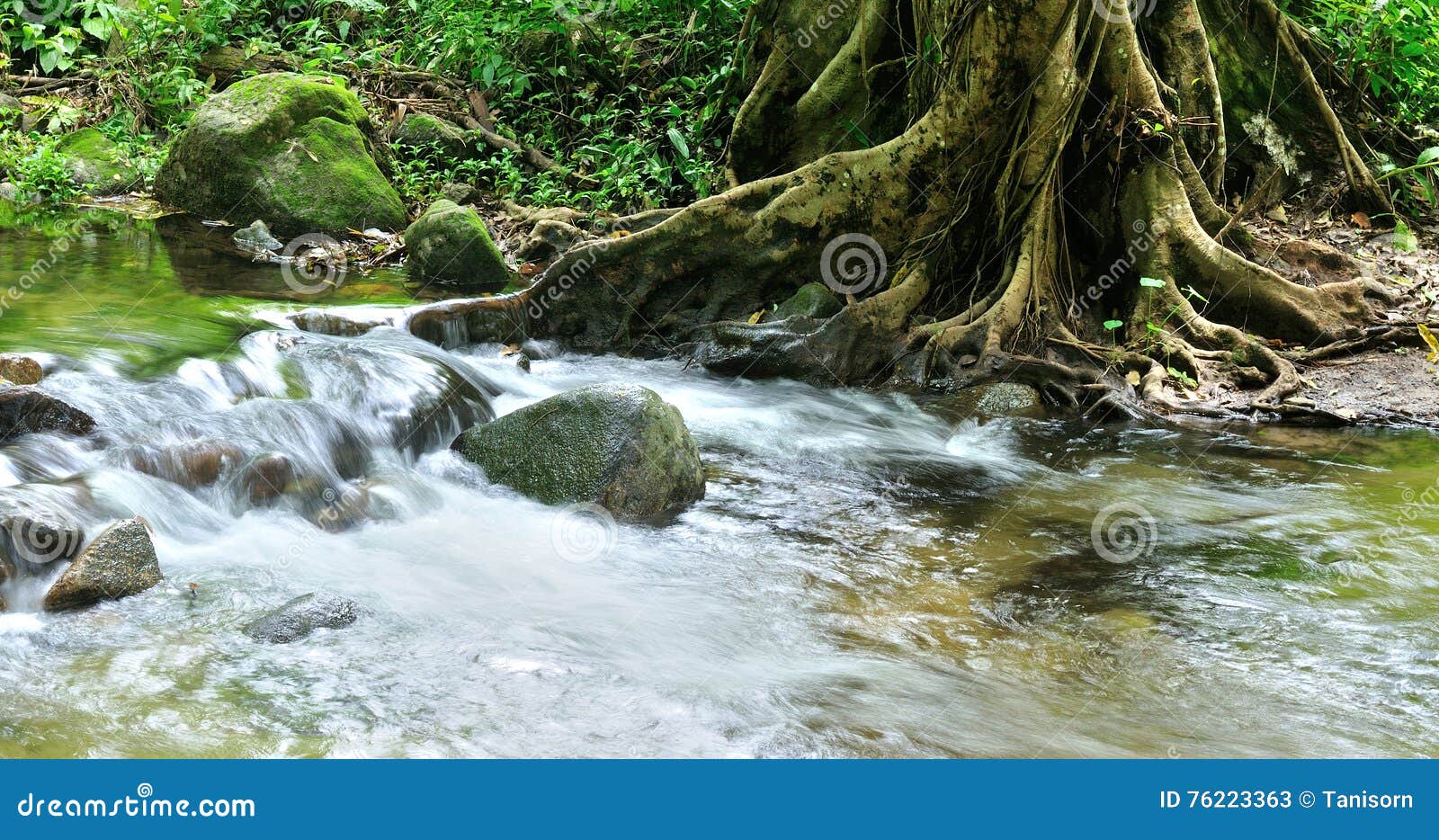 Forest Water Stream, Tropical Rainforest in Thailand Stock Image ...