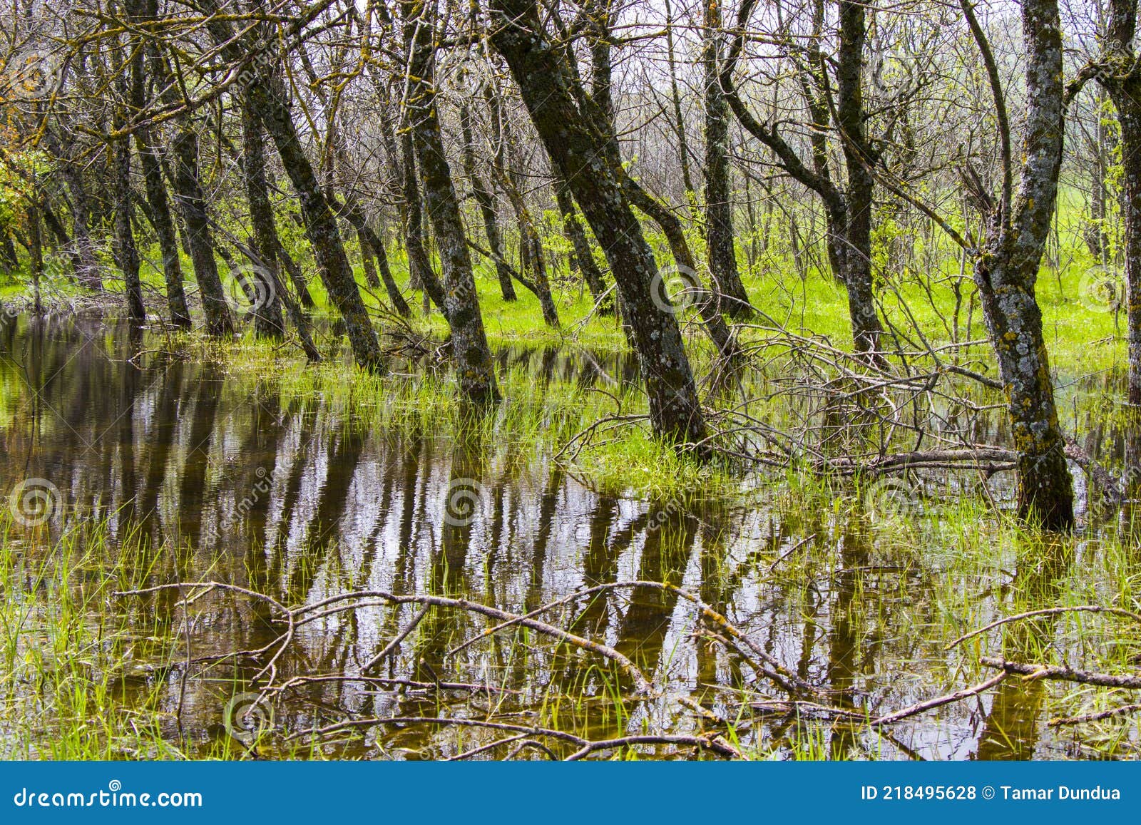 Forest in Water, Trees in Water Stock Photo - Image of wallpaper, river ...