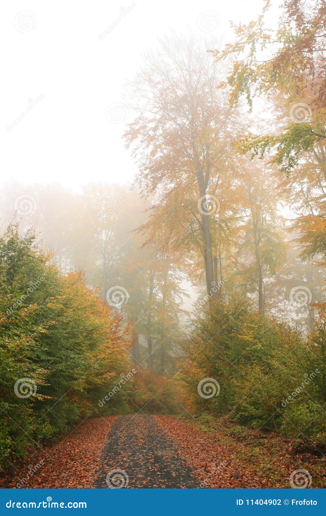 Forest way stock photo. Image of bush, tree, branch, season - 11404902