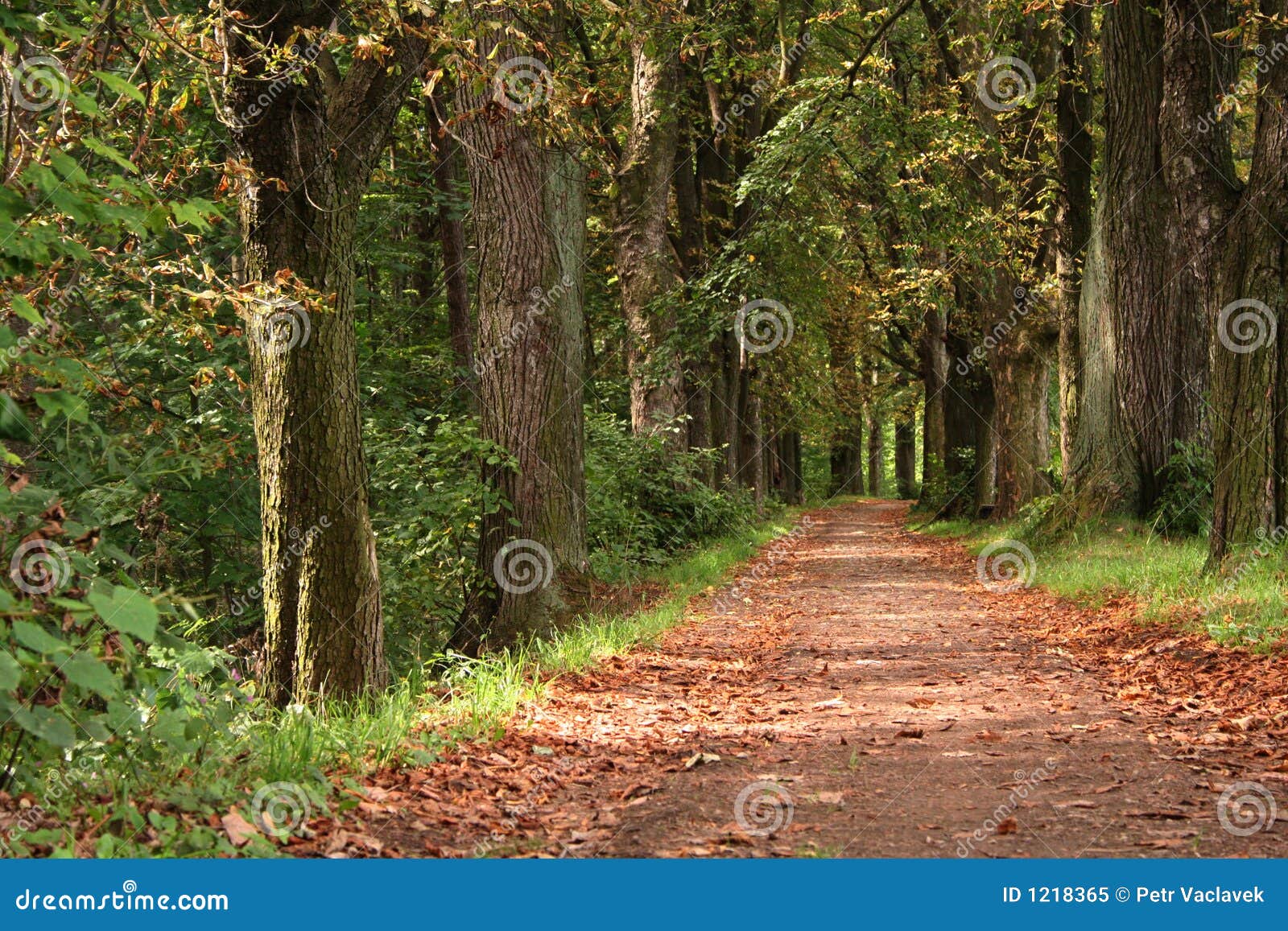 Forest way stock image. Image of hike, countryside, forest - 1218365