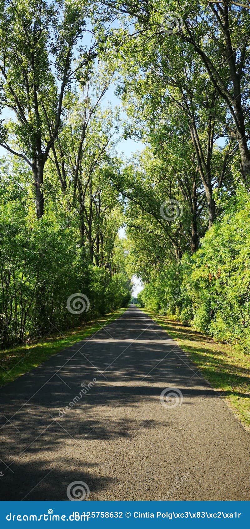 Forest stock photo. Image of environment, forest, green - 125758632