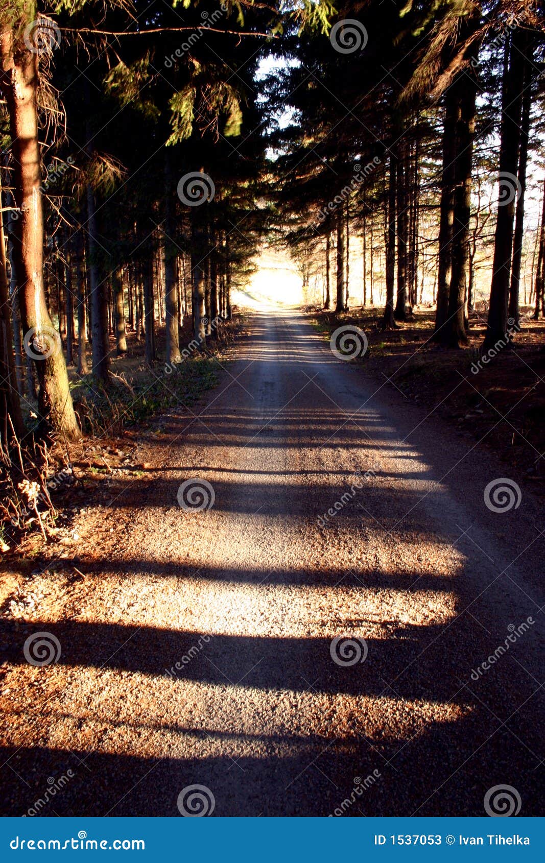 Forest way stock image. Image of view, evergreen, shady - 1537053