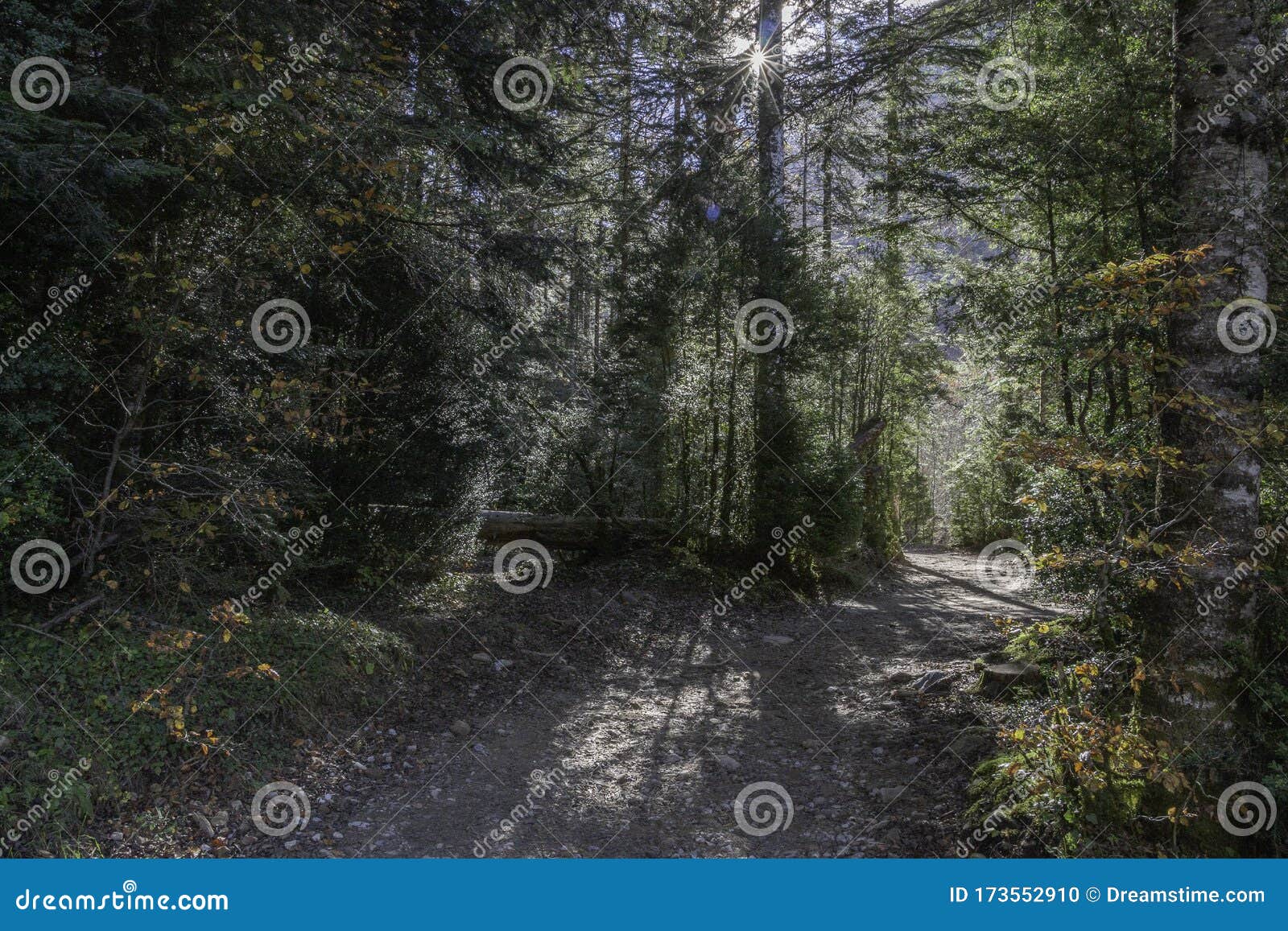 Forest way and trees stock photo. Image of mountains - 173552910