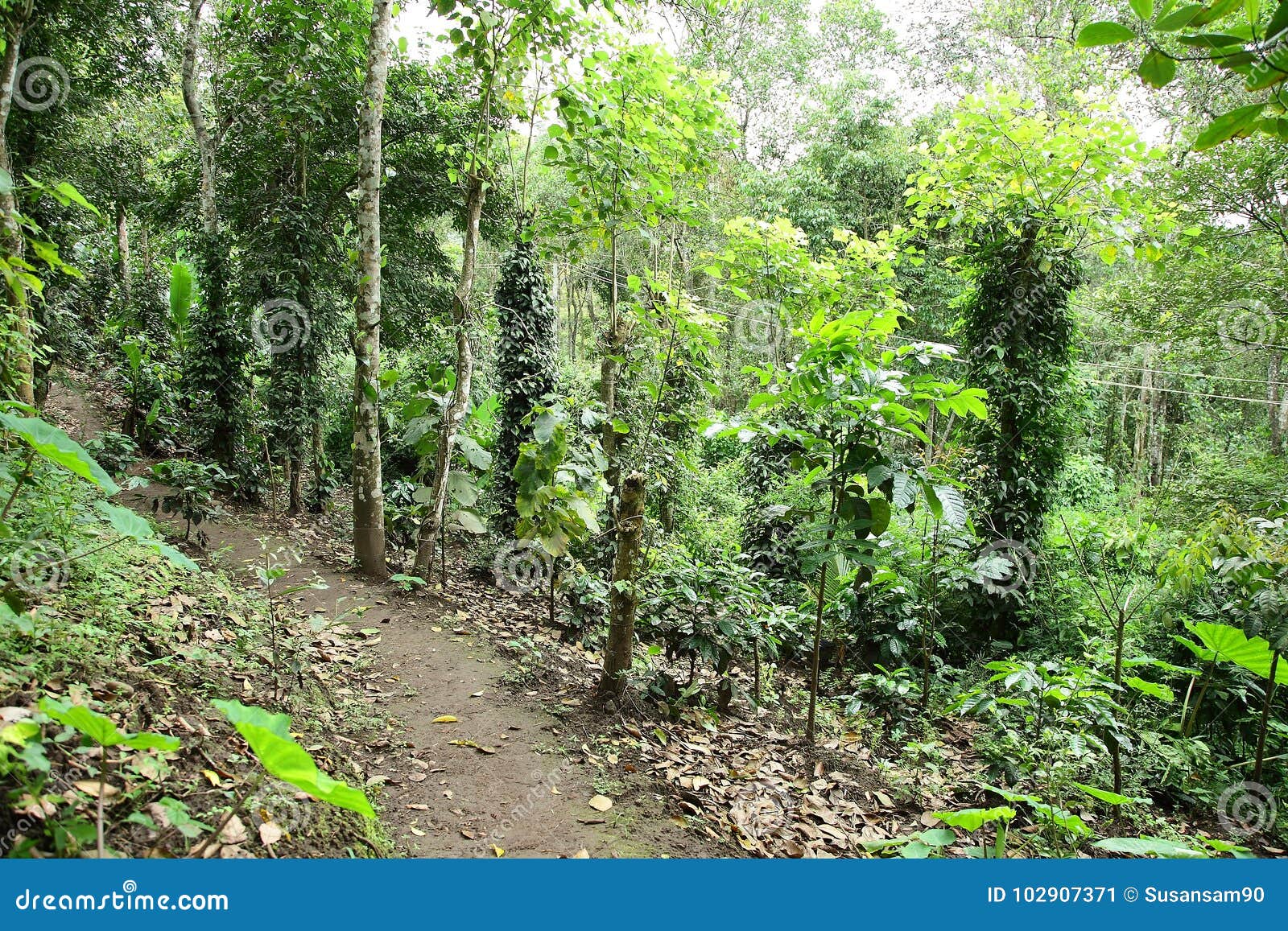 Forest Way in the Dense Jungle. Stock Image - Image of foliage, natural ...