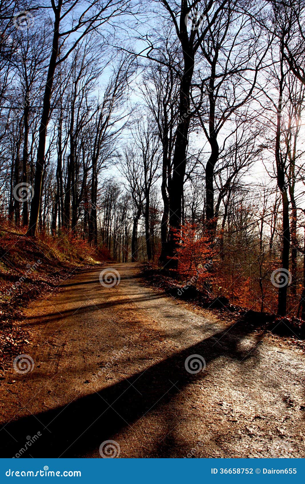 Forest way stock photo. Image of autumn, deep, colors - 36658752