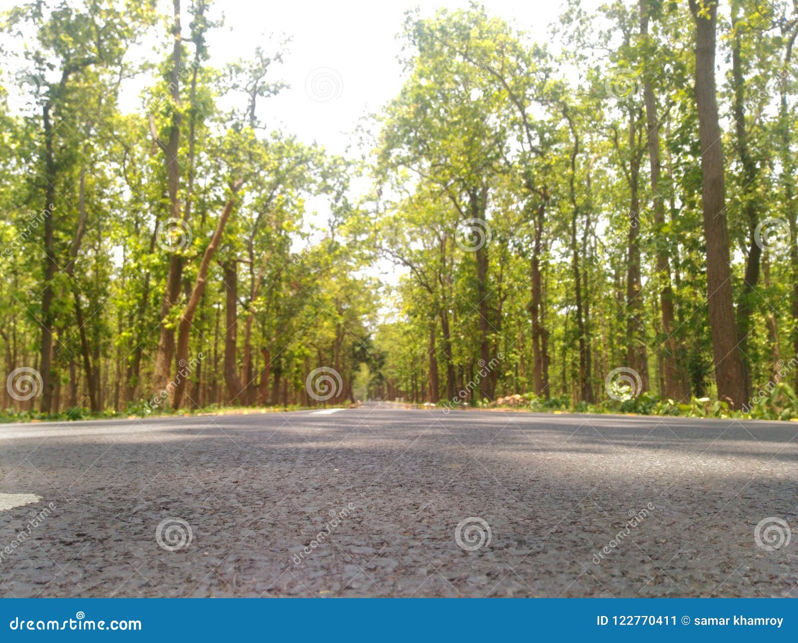 The forest way stock image. Image of nature, forest - 122770411