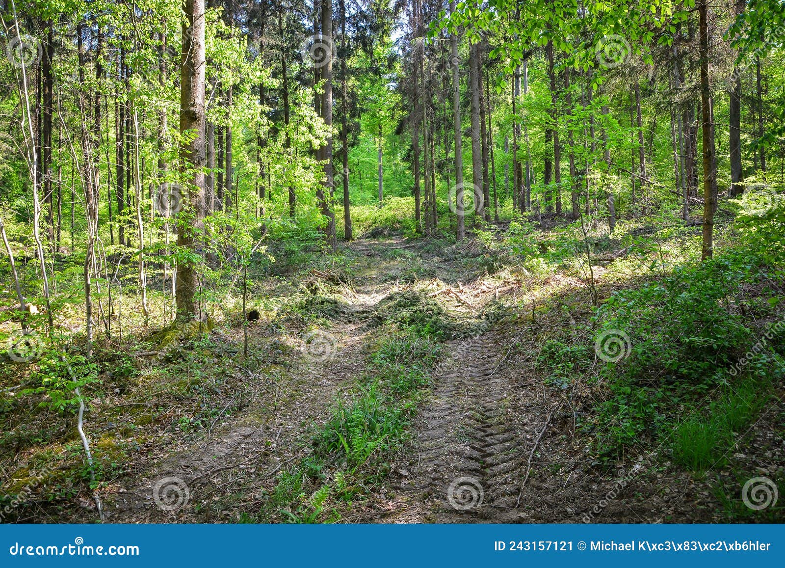 Forest Way Nature Path Tractor Trees Green Grass Stock Image - Image of ...
