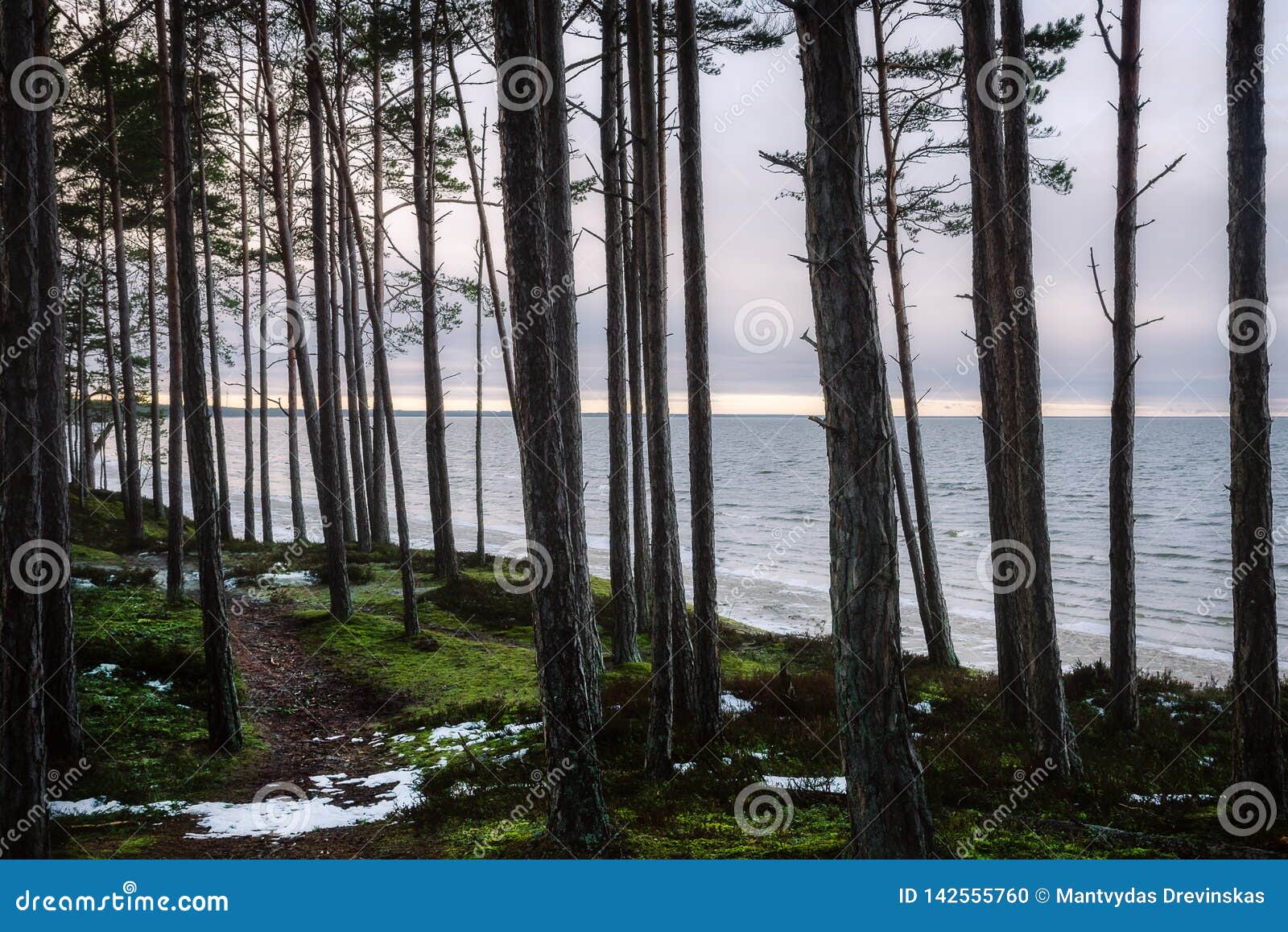 Forest Way Near the Baltic Sea in Spring Stock Photo - Image of lake ...