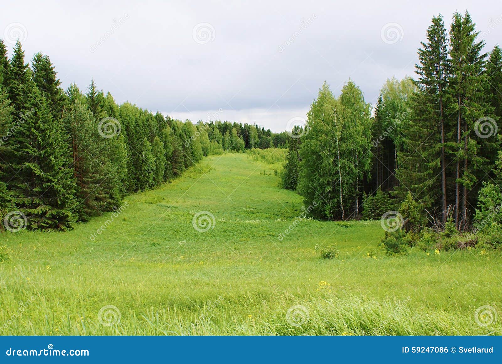 Forest way stock photo. Image of field, forest, running - 59247086