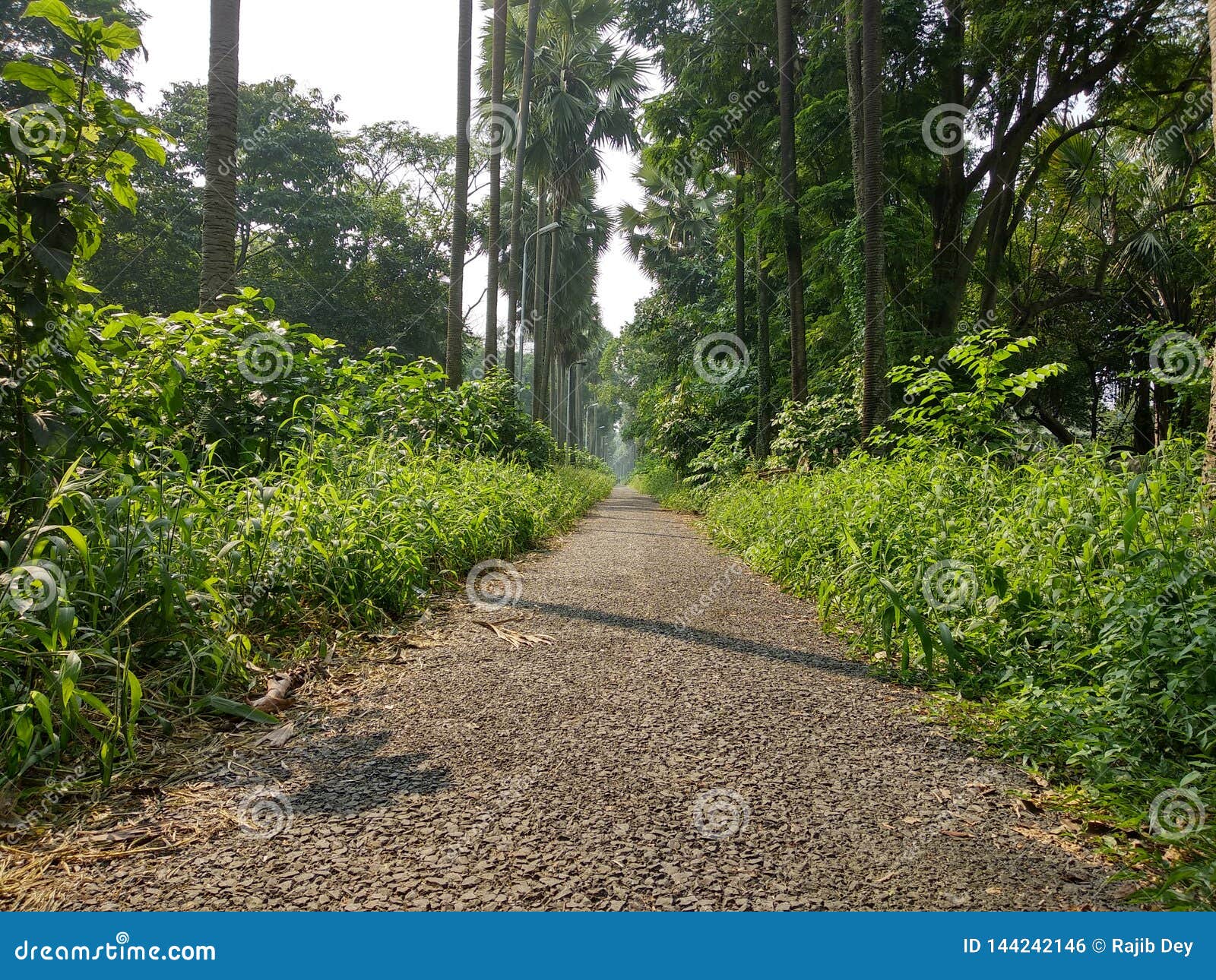 Forest way stock photo. Image of tree, park, forest - 144242146