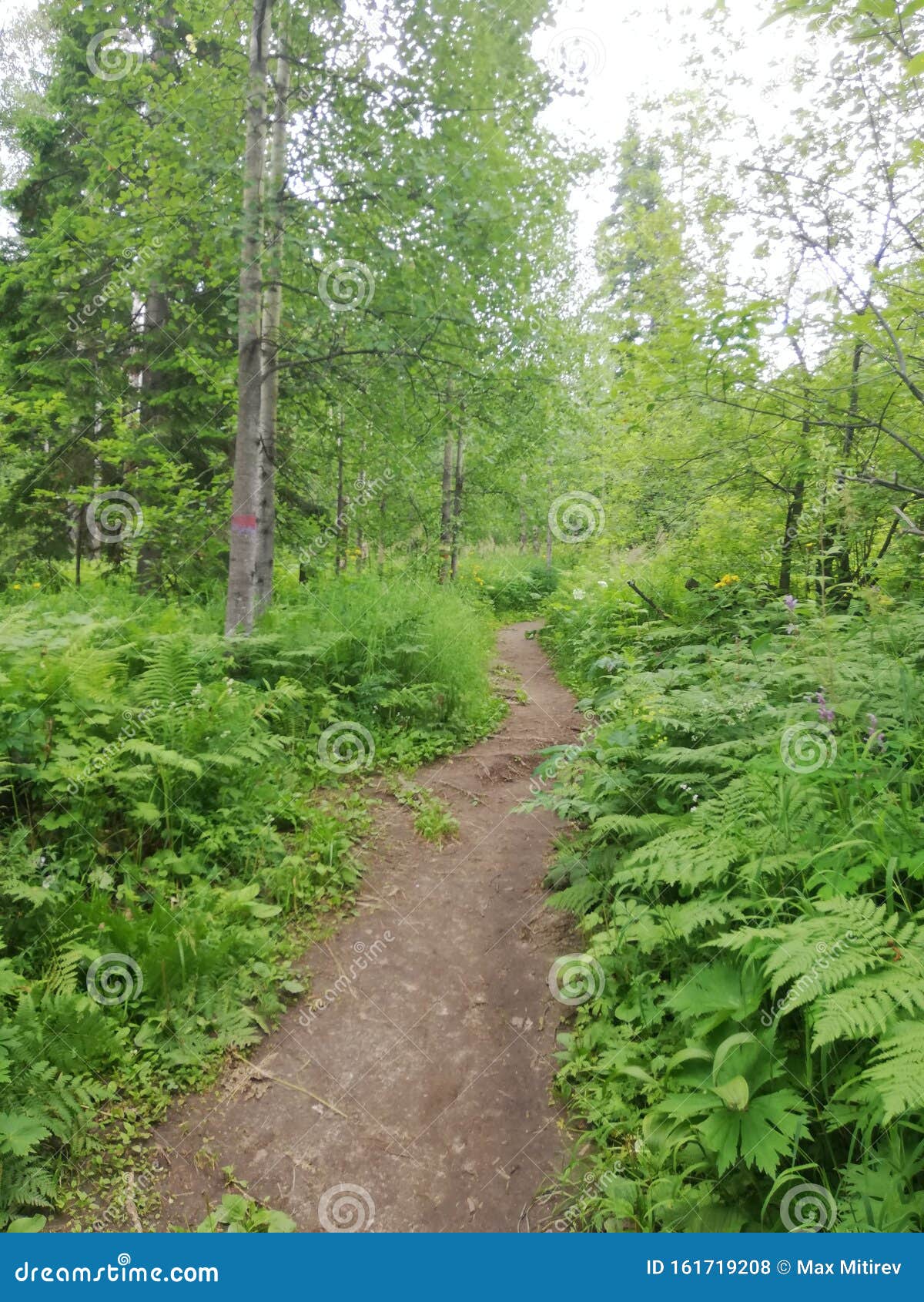 Forest way between trees stock photo. Image of syberia - 161719208
