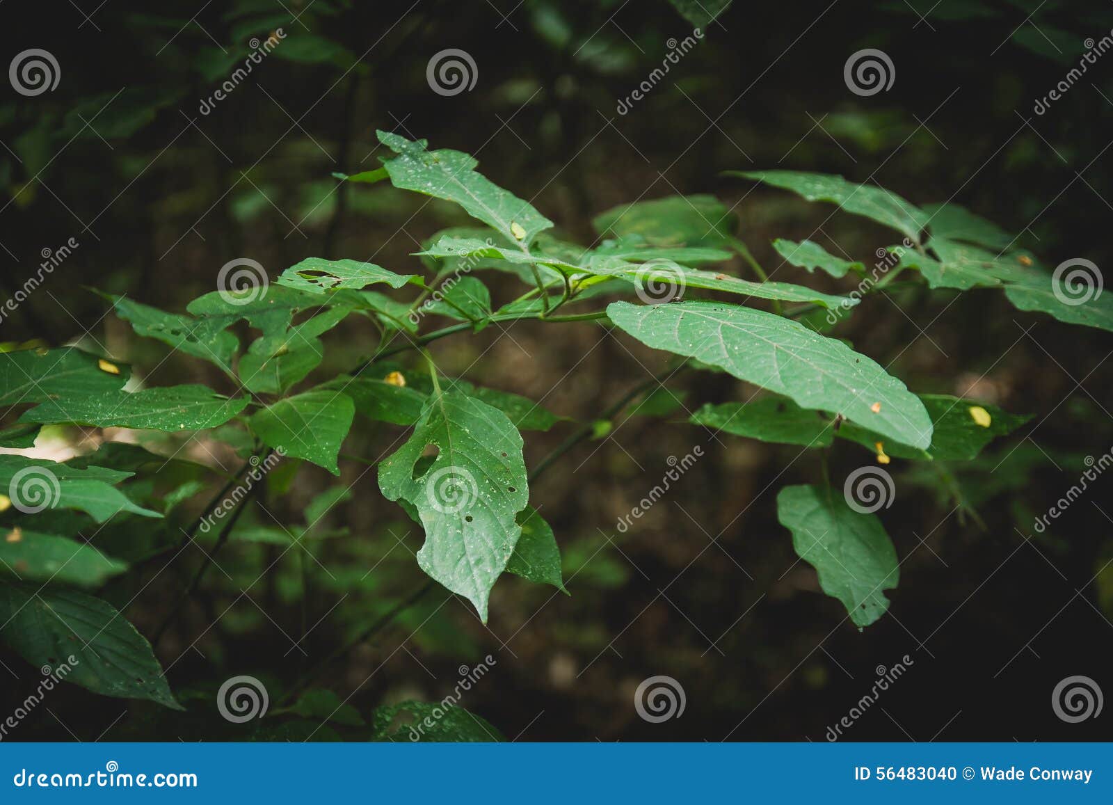 Forest stock photo. Image of weed, green, field, afternoon - 56483040