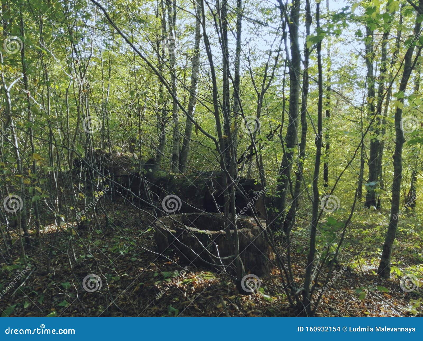 Forest well stock photo. Image of ruins, wood, autumn - 160932154