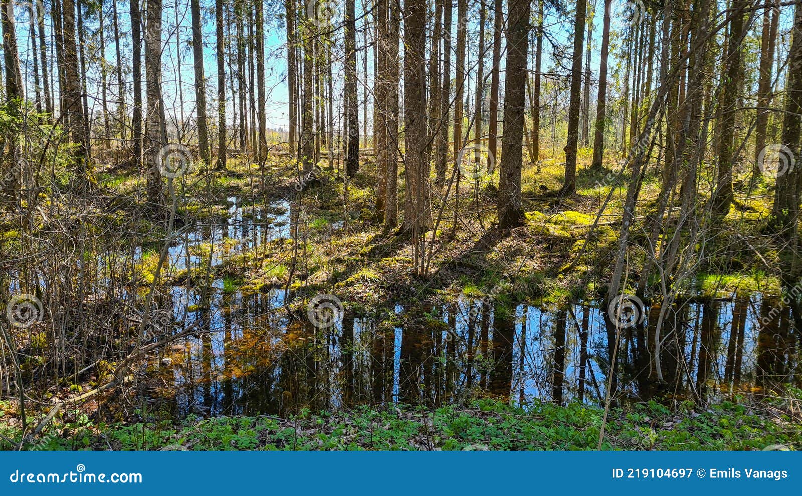 Forest with Wet Green Grass in Which a Huge Puddle with Perfect ...