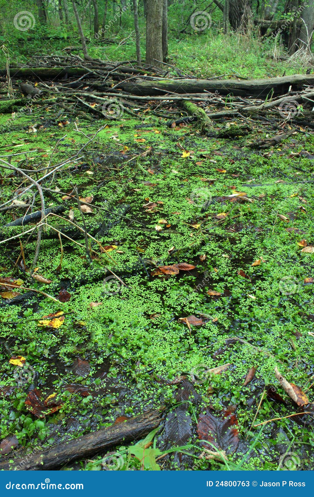 Forest and Wetland stock image. Image of ecology, environment - 24800763