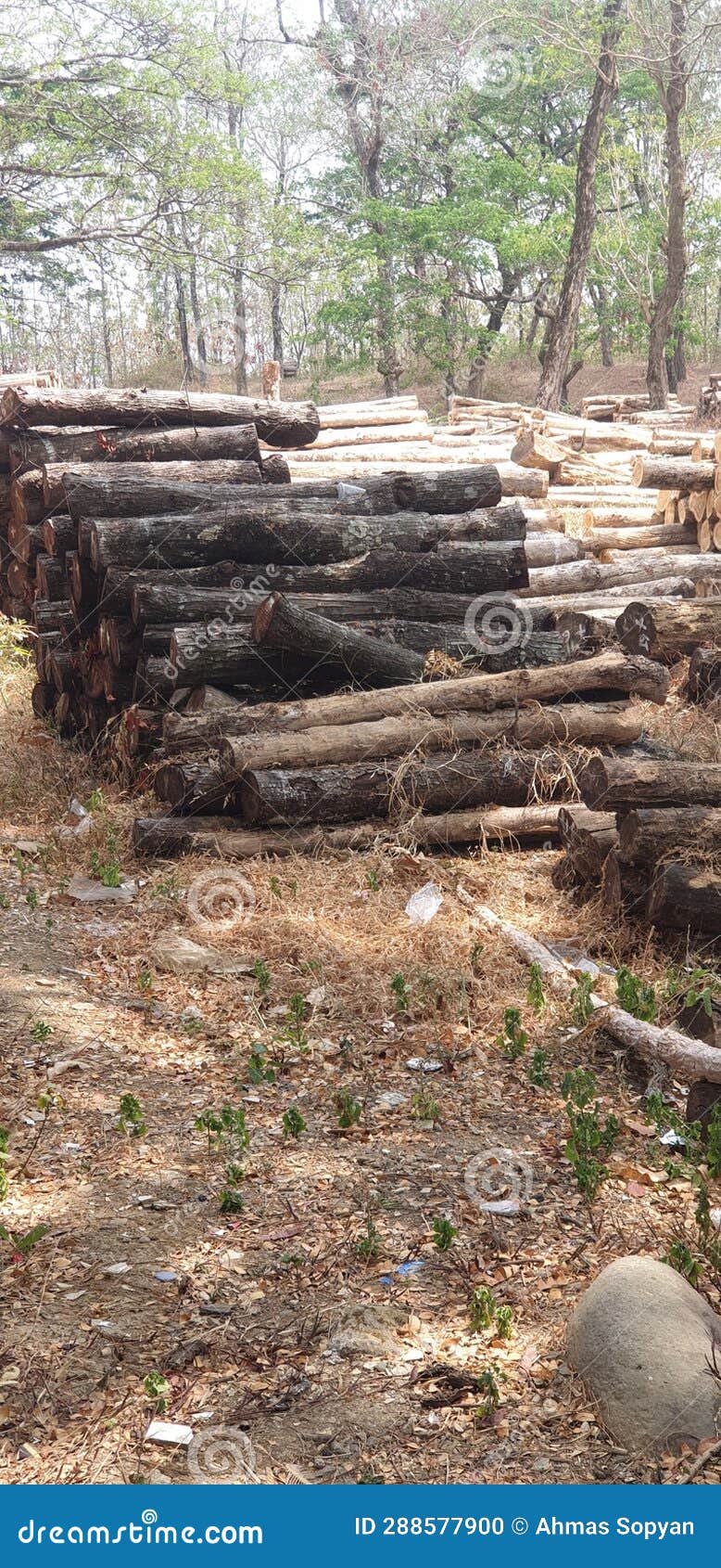 The Forest Where the Wood is Stored Very Much Stock Photo - Image of ...