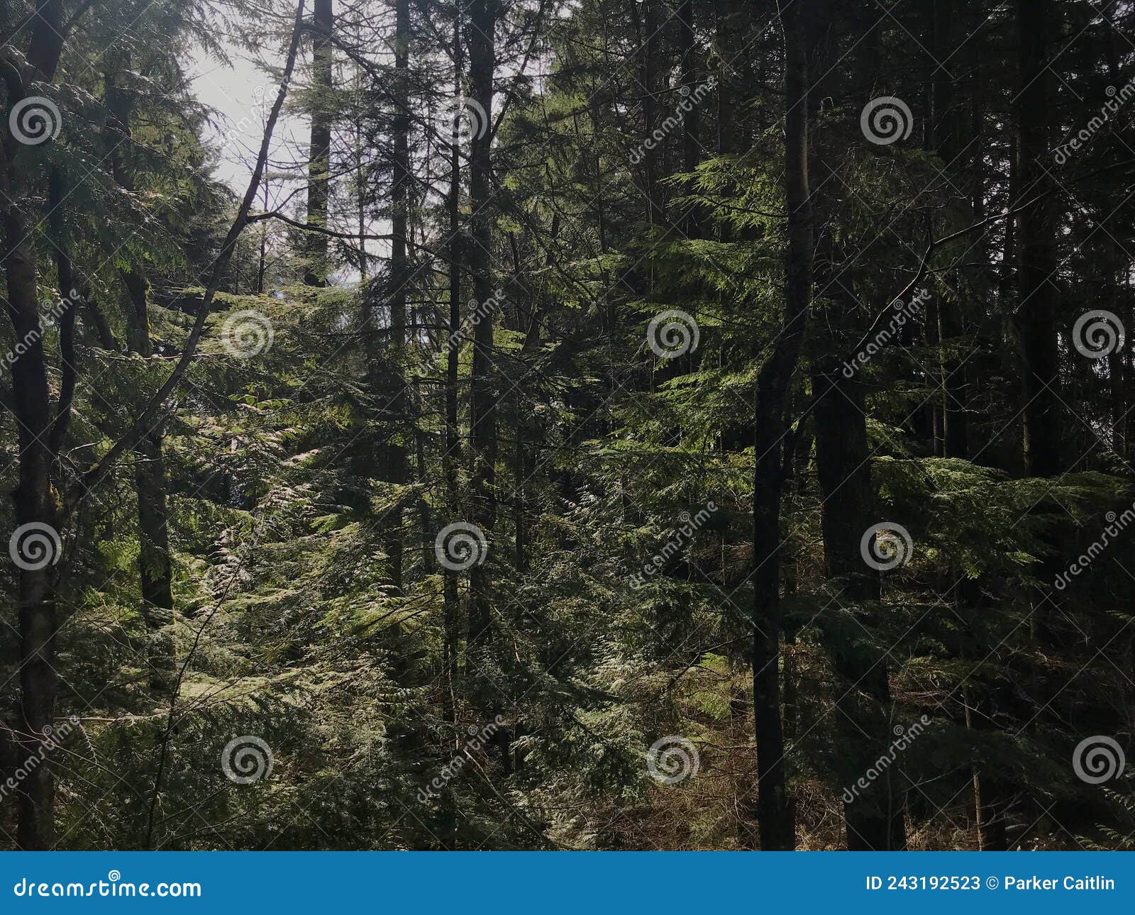 Forest Whispers stock image. Image of hike, whispers - 243192523