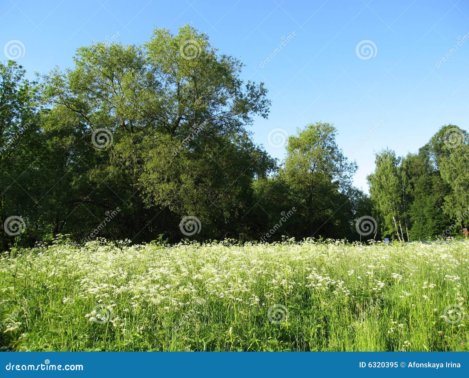Forest and white meadow stock image. Image of forest, flower - 6320395
