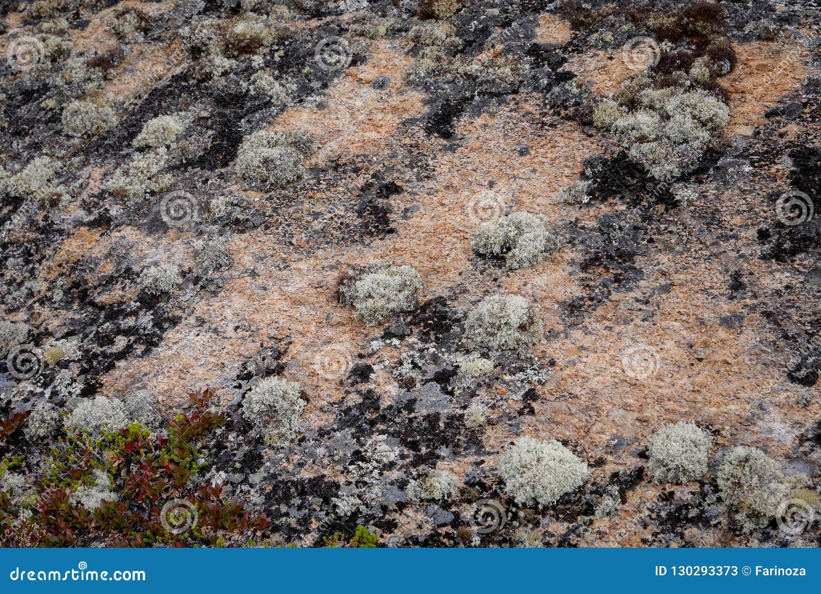 Forest White Moss or Reindeer Moss on Rocks Stock Image - Image of ...