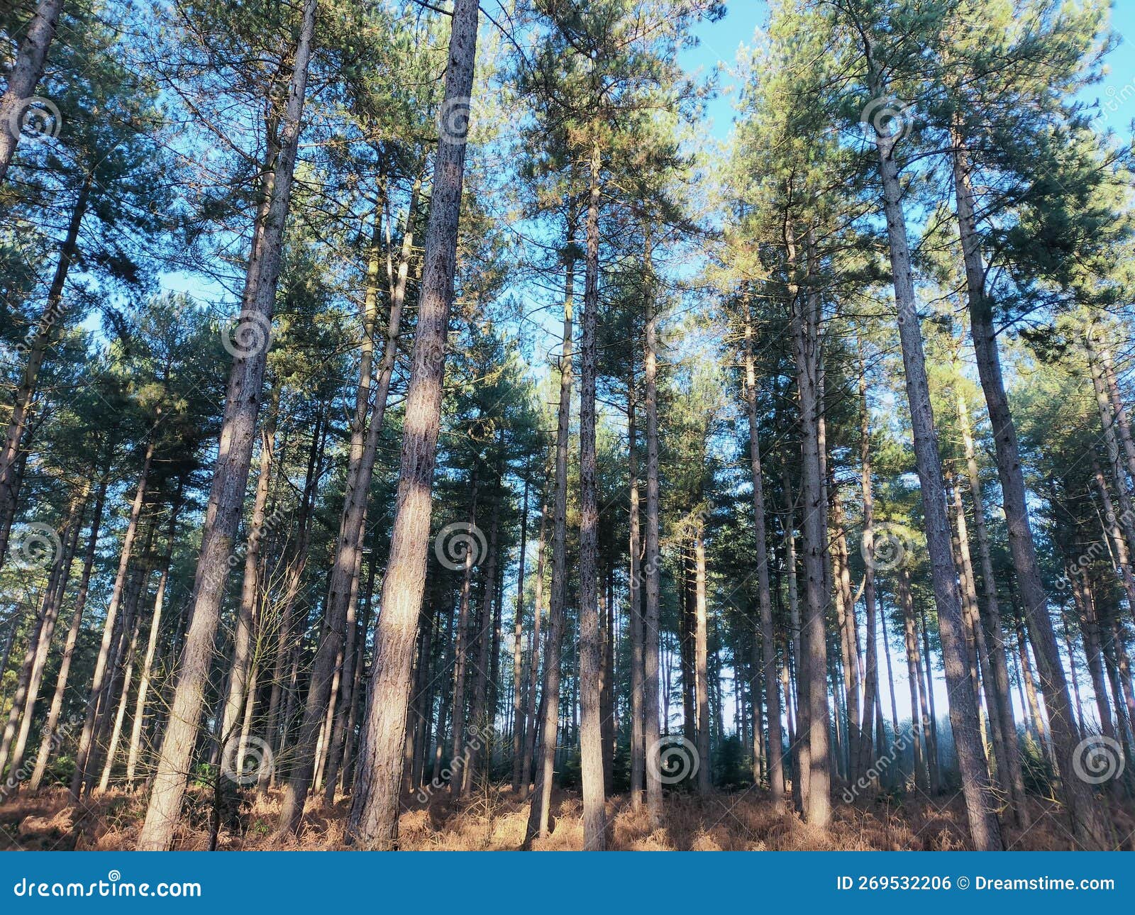 Forest wide 2 stock photo. Image of sunlight, branch - 269532206