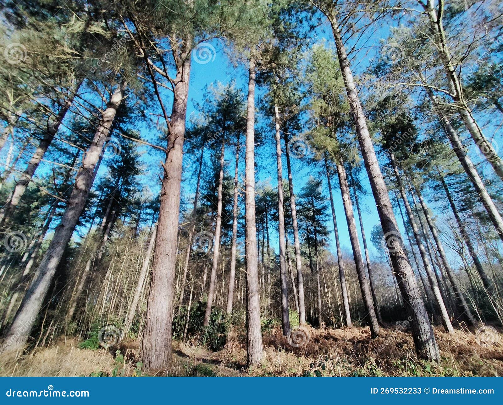 Forest wide 1 stock image. Image of grove, spruce, deciduous - 269532233