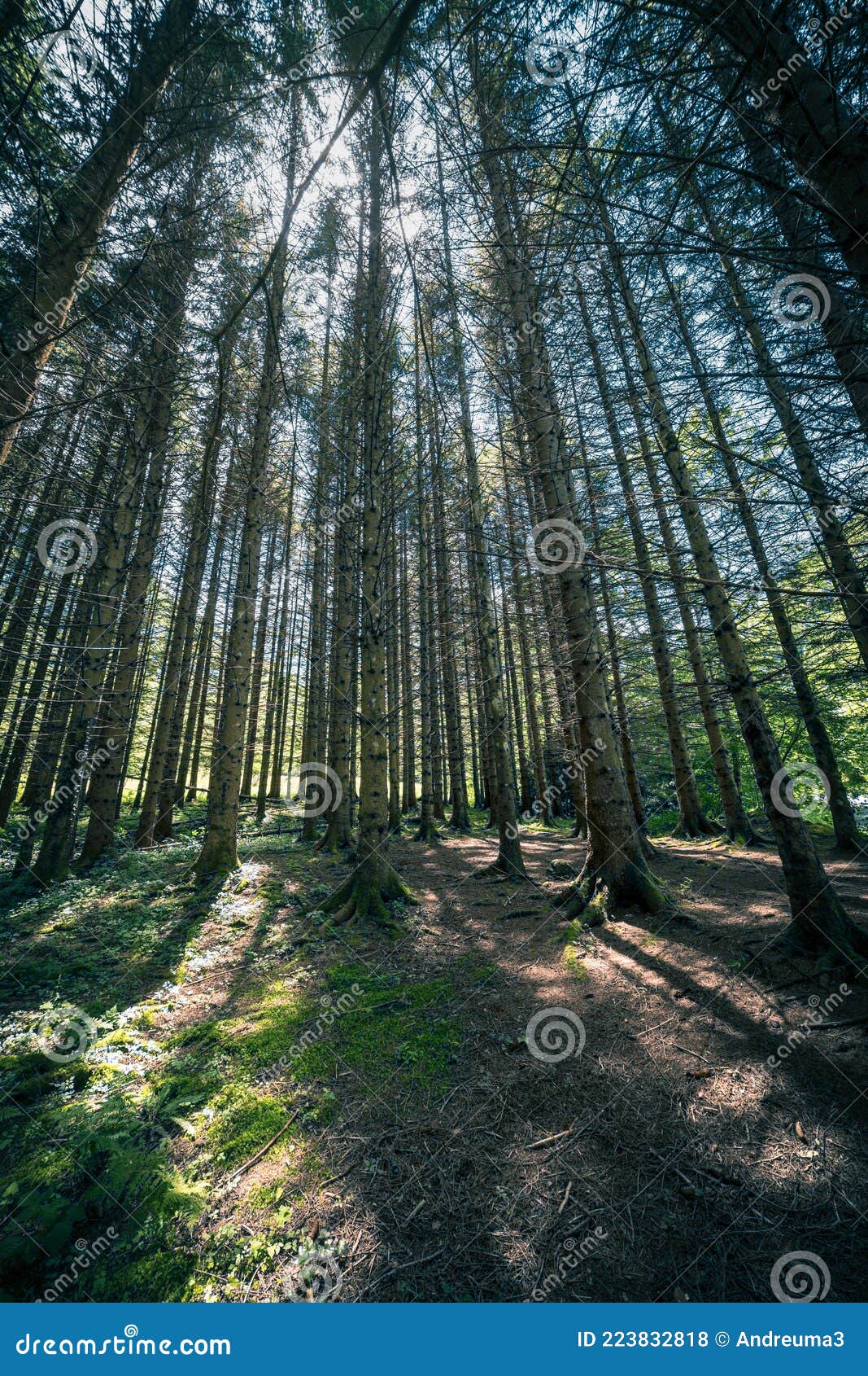 Forest Wide Angle Lens View Stock Photo - Image of lush, angle: 223832818