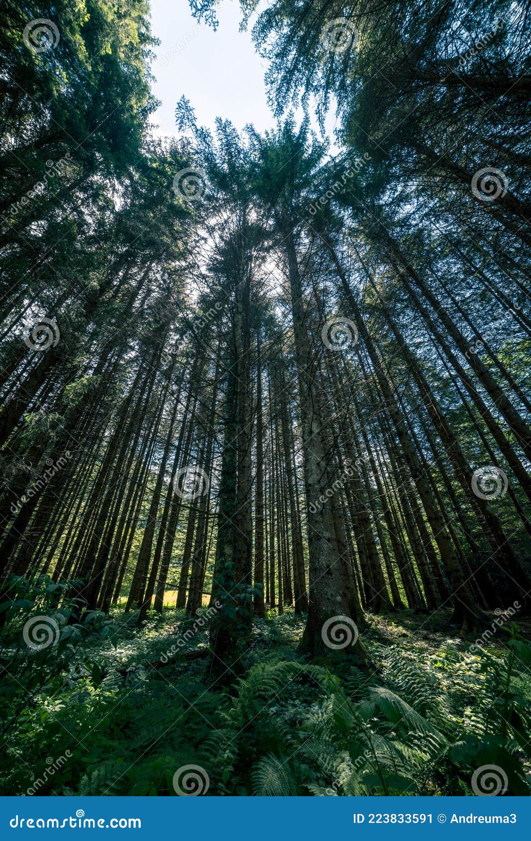 Forest Wide Angle Lens View Stock Image - Image of natural, outdoor ...